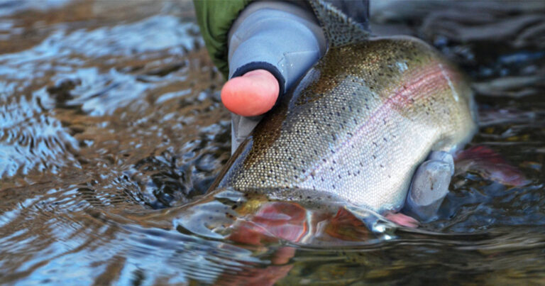 Temperature and Fish Movement - How to Fish in Hot or Cold Weather ...